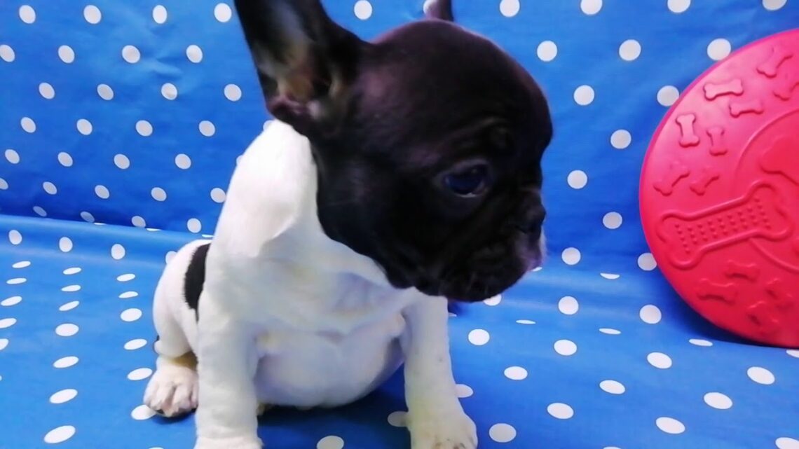 Cachorro de Bulldog Francés en color blanco y negro - Arjal