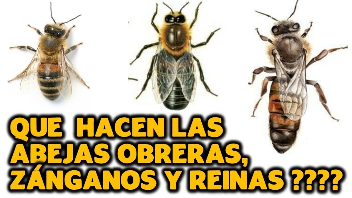 Características de la abeja reina obrera y zángano - Arjal