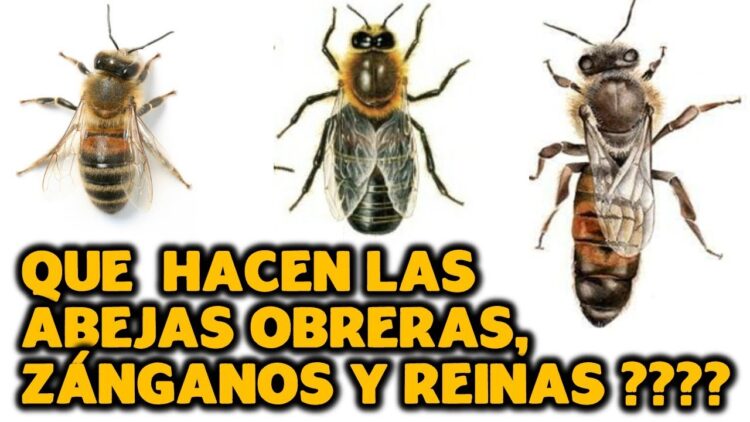 Características de la abeja reina obrera y zángano - Arjal