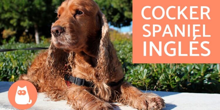 Cocker Spaniel Inglés: Diferentes Razas y Características - Arjal