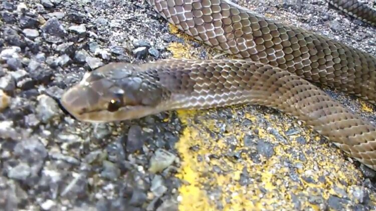Culebra con extremidades en Puerto Rico - Arjal