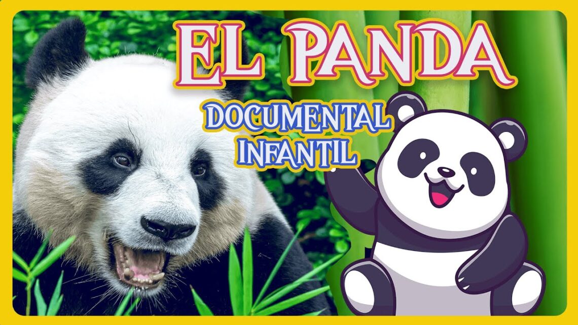 Órganos reproductivos del oso panda - Arjal