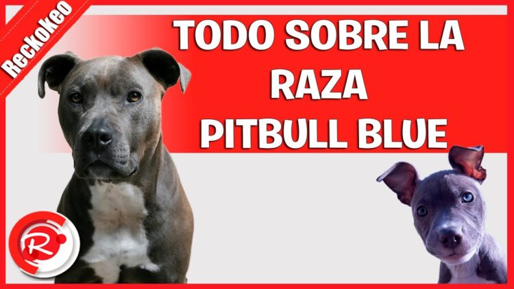 Pitbull Blue Adulto: Todos los detalles sobre esta raza de perro en su ...