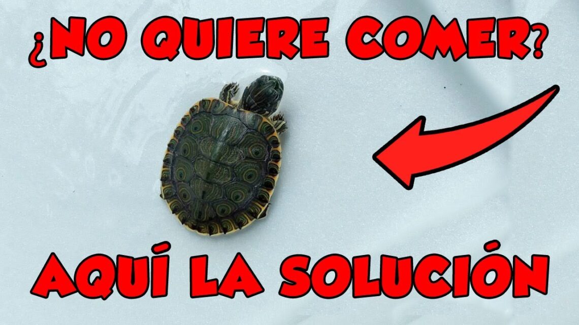 Problema de falta de apetito en mis tortugas - Arjal