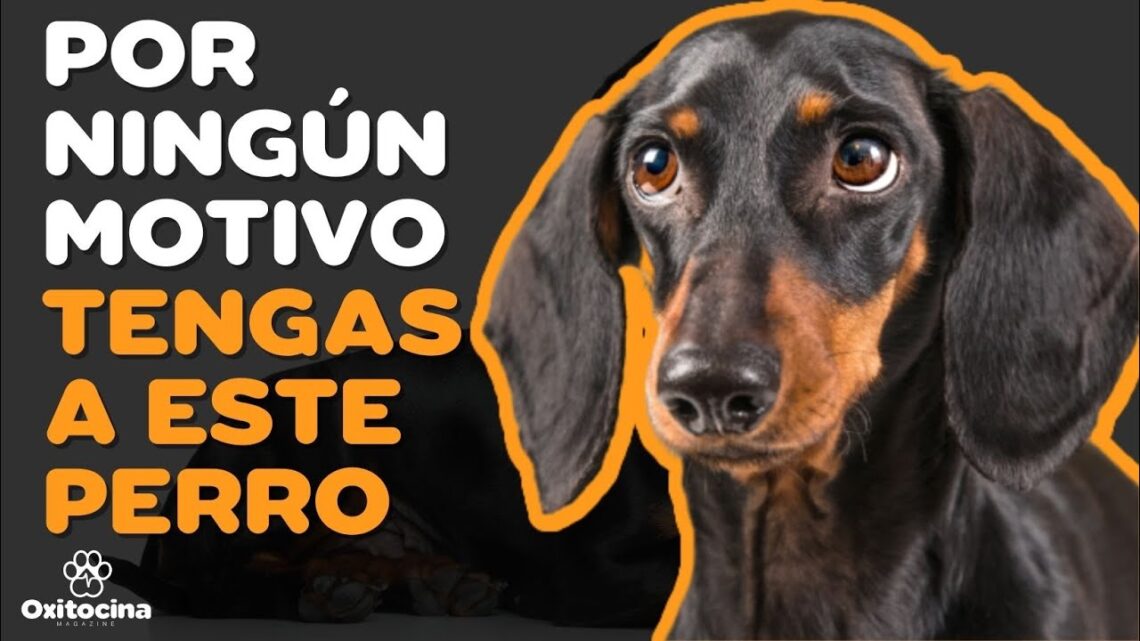 Raza de perro salchicha con pelaje largo - Arjal
