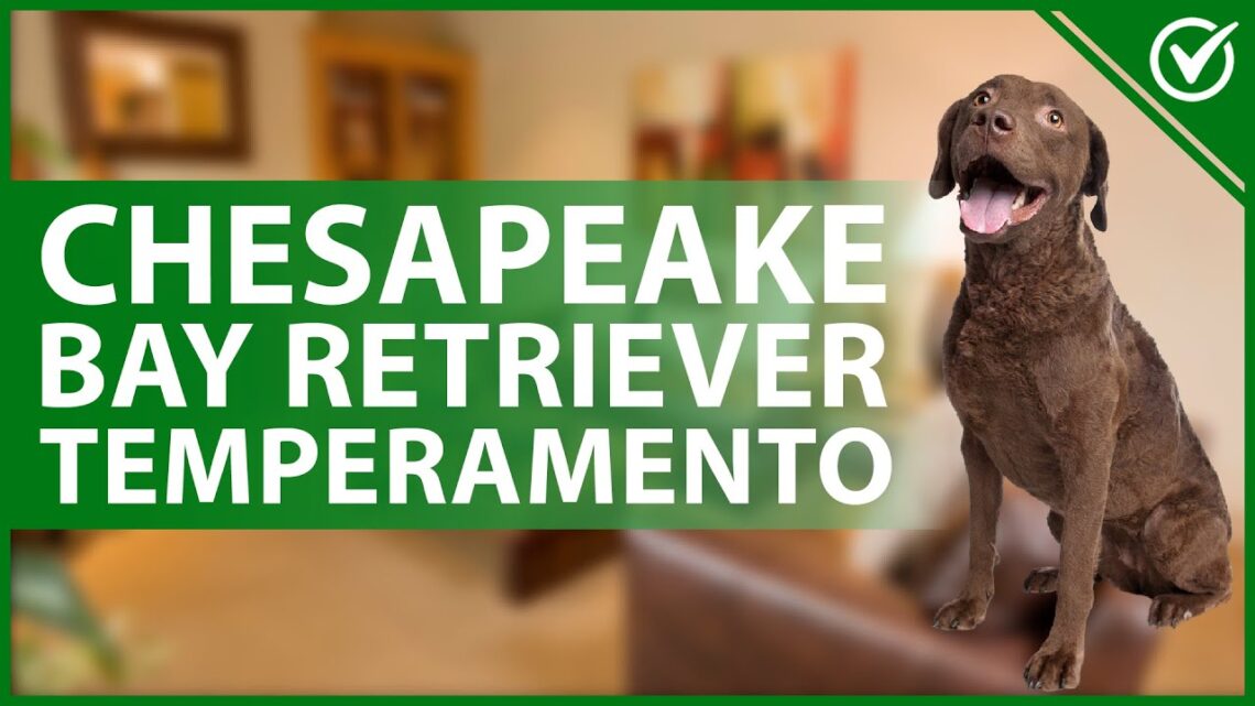 Retriever de Chesapeake: Origen Características y Cuidados - Arjal
