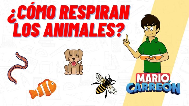 Tipos de respiración en los animales - Arjal