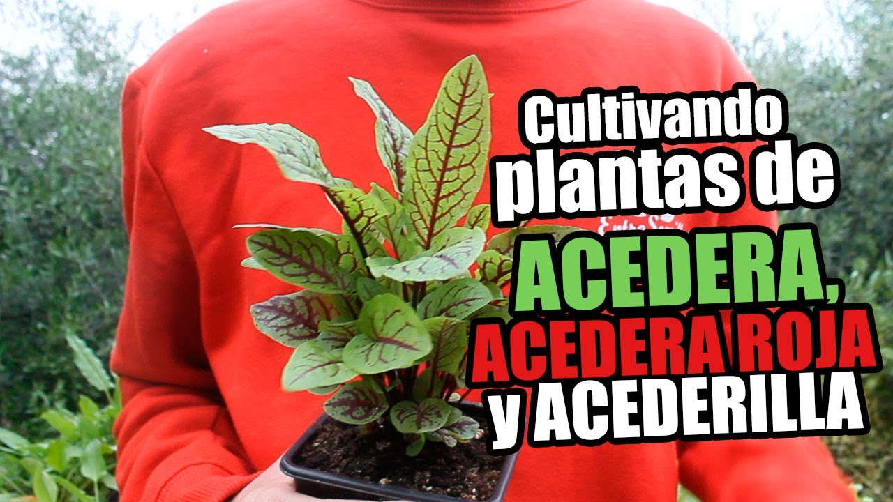 ¿Cuáles son los usos de la acedera? - Arjal