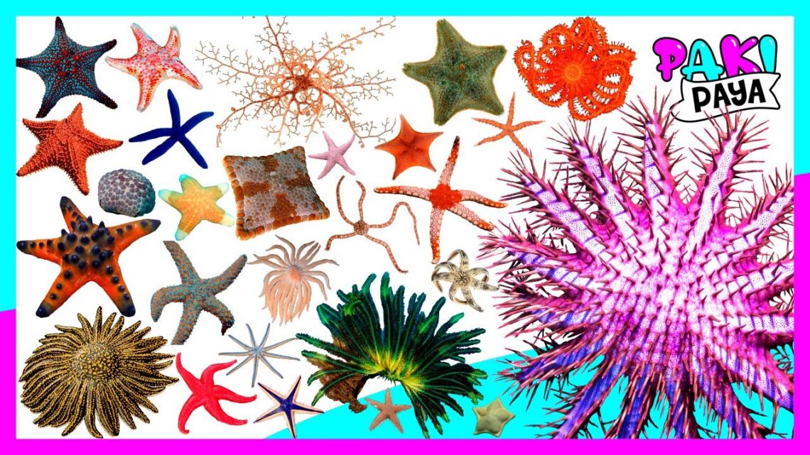 ¿De qué color son las estrellas de mar? - Arjal