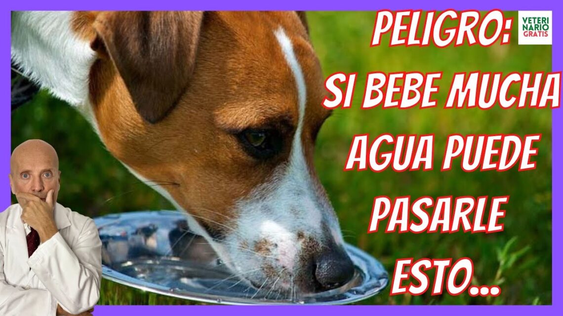 ¿Por qué mi perro consume una gran cantidad de agua? - Arjal