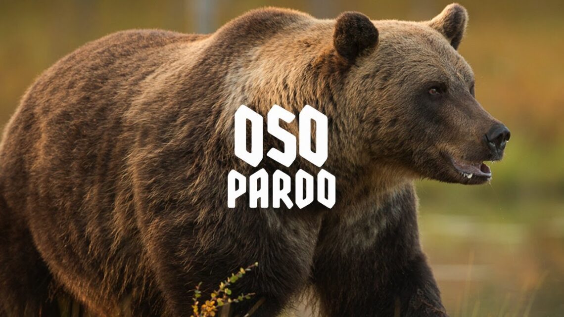 Alimentación y hábitat del oso pardo - Arjal