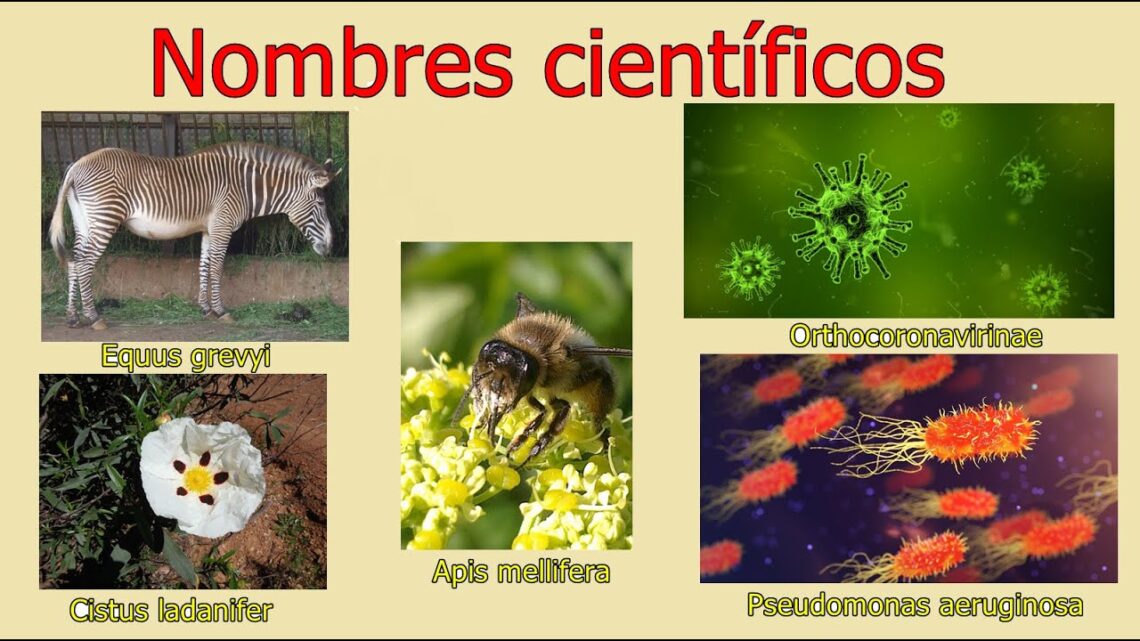 Animales y sus nombres científicos - Arjal