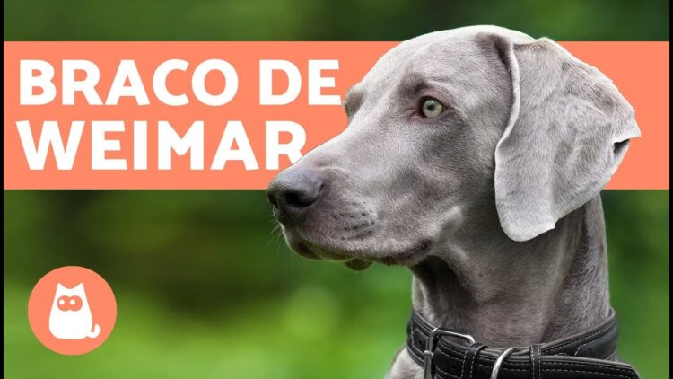 Características del perro Braco de Weimar - Arjal