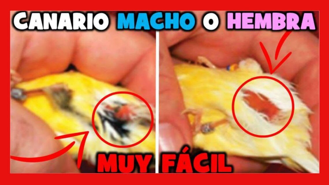 Cómo distinguir entre un canario macho y una hembra - Arjal