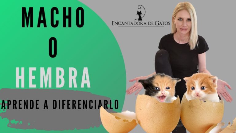 Cómo distinguir entre un gato bebé macho y una gata bebé - Arjal