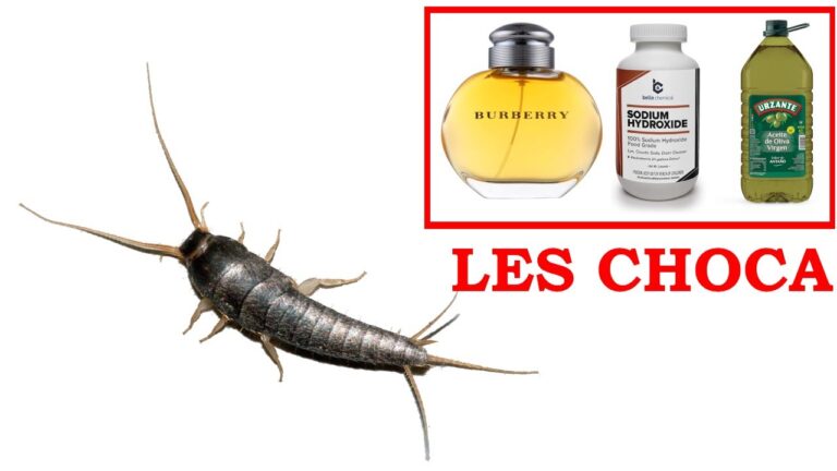 Cómo eliminar los insectos de la humedad - Arjal