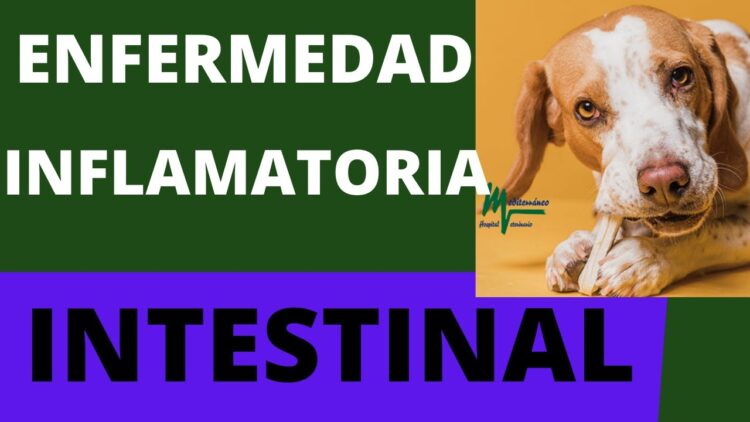 Cómo tratar la colitis en perros: recomendaciones y cuidados - Arjal