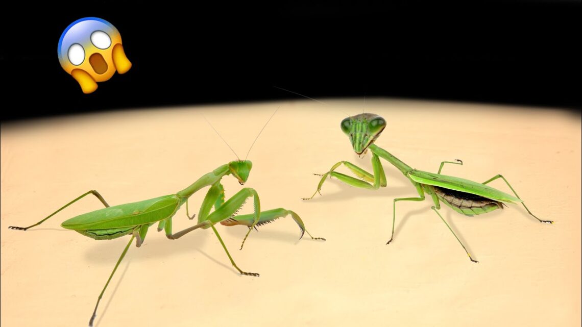 Diferencias entre la mantis religiosa macho y la hembra - Arjal