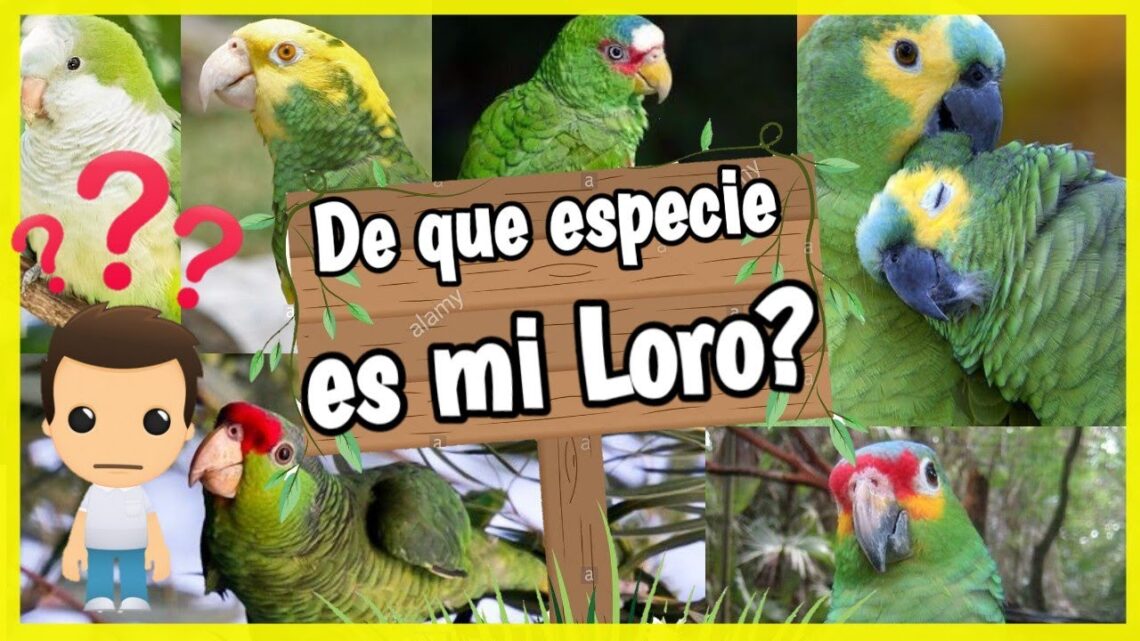 Diferentes razas de loros y sus costos - Arjal
