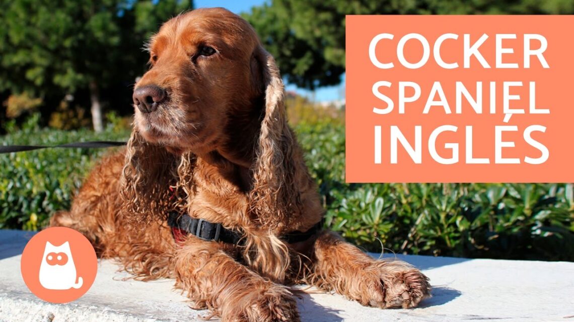 Información completa del cocker spaniel inglés: características ...