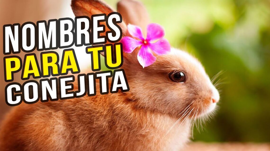 Nombres de Conejas para una Conejo Hembra - Arjal
