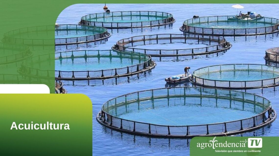 Peces criados en piscifactorías: especies comunes y métodos de cultivo ...