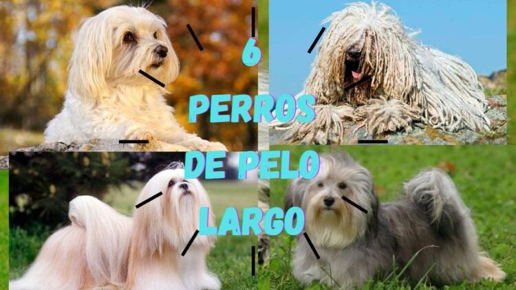 Perro de raza con pelaje largo y lacio - Arjal