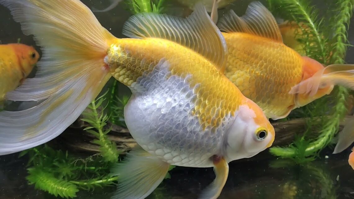 Proceso de reproducción de los peces goldfish - Arjal