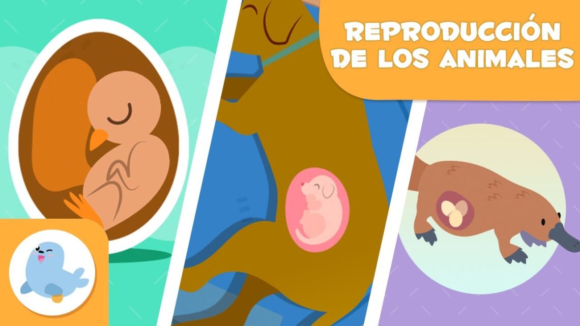 Proceso de reproducción en animales ovíparos y vivíparos - Arjal
