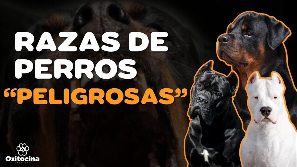 Razas de perros consideradas peligrosas en todo el mundo - Arjal