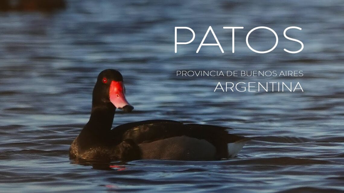 Tipos de Patos que Puedes Encontrar en Argentina - Arjal