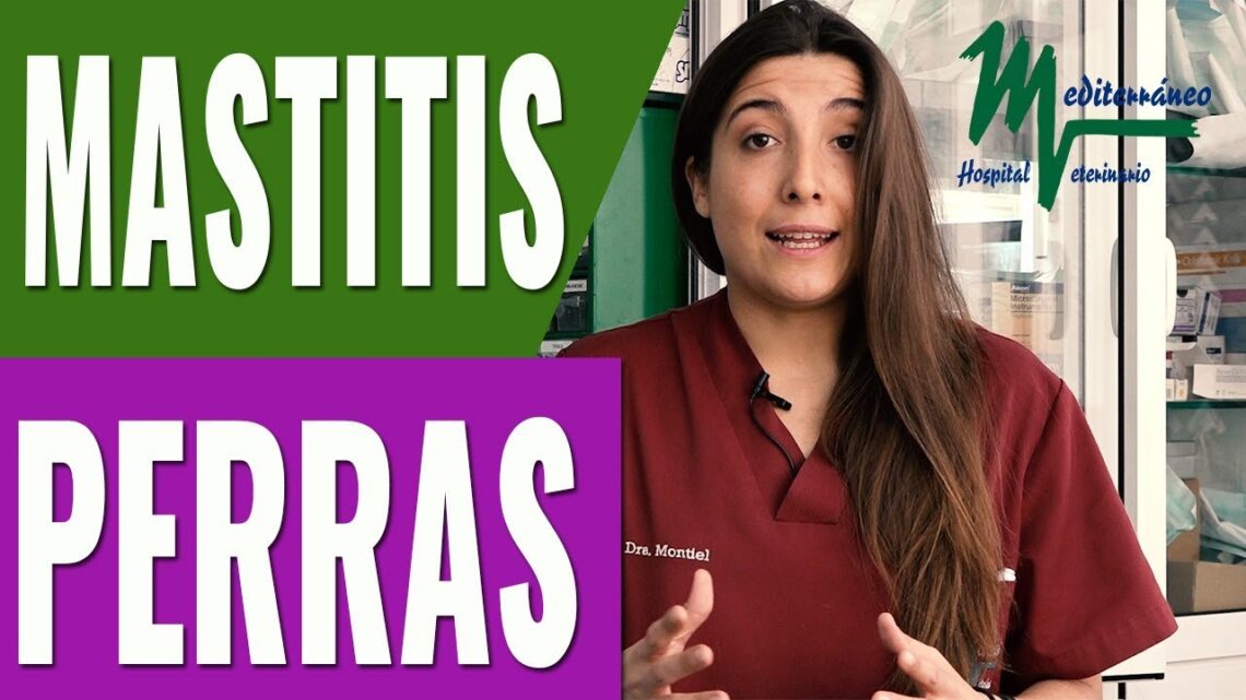 Tratamiento de la mastitis en perros - Arjal