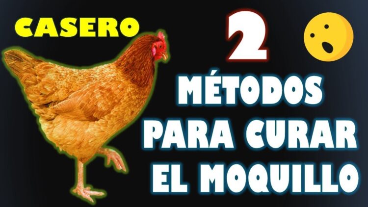 Tratamiento para el moquillo en gallinas - Arjal