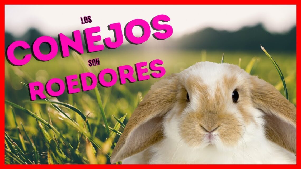 ¿A qué especie pertenece el conejo? - Arjal