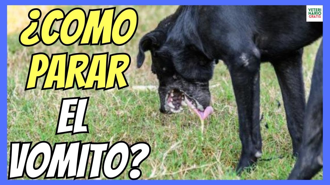 ¿Cómo detener los vómitos en mi perro? - Arjal