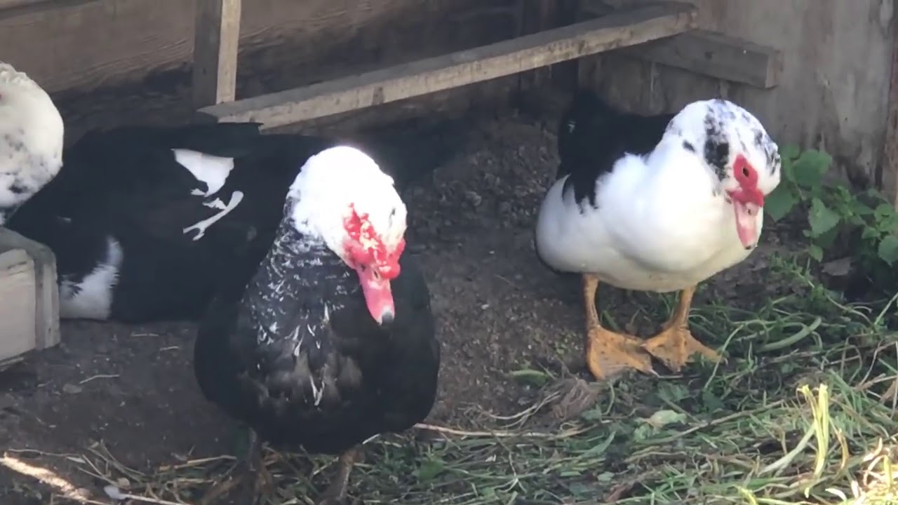 ¿Cómo diferenciar un pato mudo macho de una hembra? - Arjal