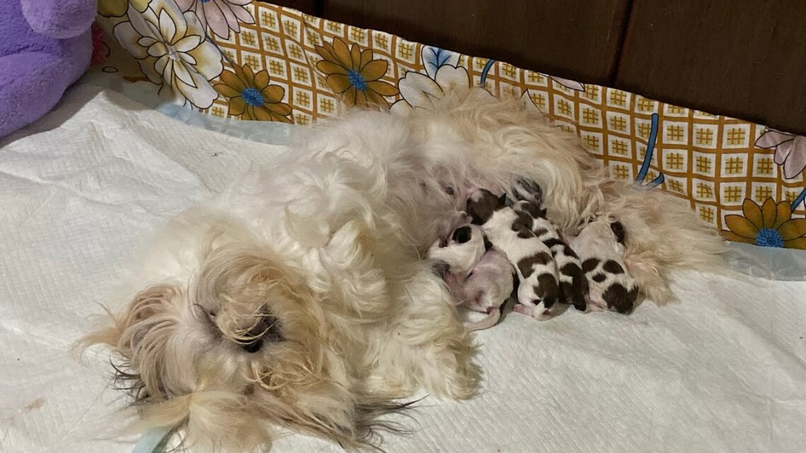 ¿Cuándo es seguro bañar a un perro después del parto? - Arjal