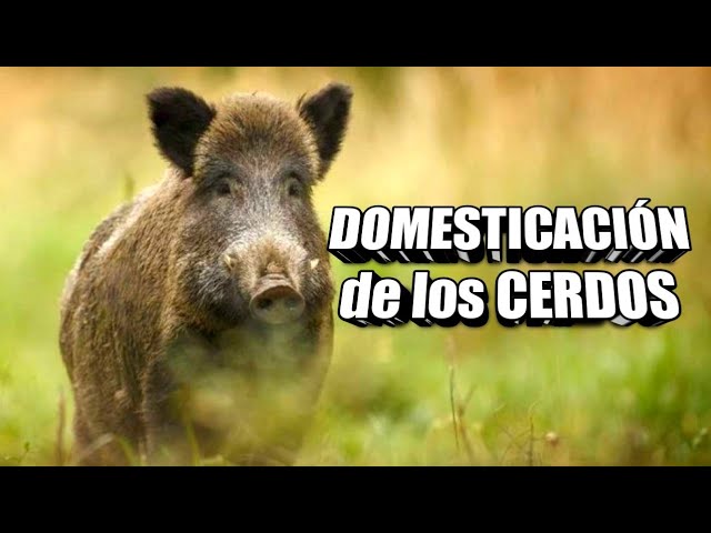 ¿El cerdo es un animal doméstico o salvaje? - Arjal