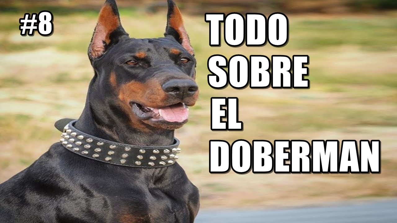 ¿Hasta qué edad crecen los Doberman? - Arjal