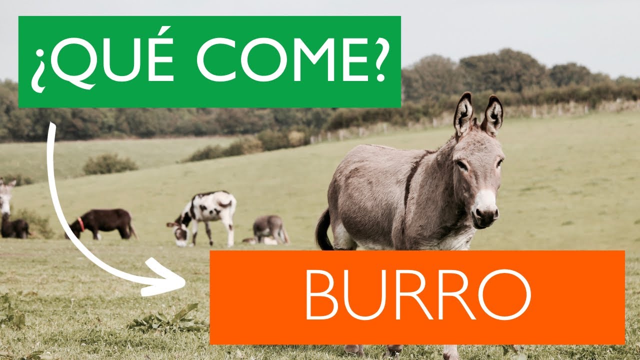 ¿Qué comida consume el burro y cuál es su hábitat? - Arjal