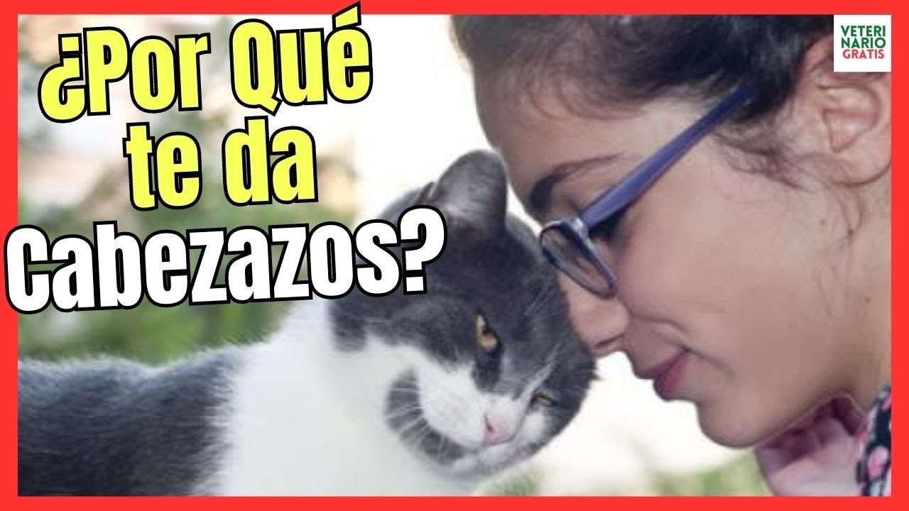¿Qué significa cuando un gato te da cabezas? - Arjal