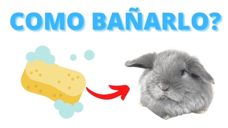 ¿Se pueden bañar los conejos con agua? - Arjal