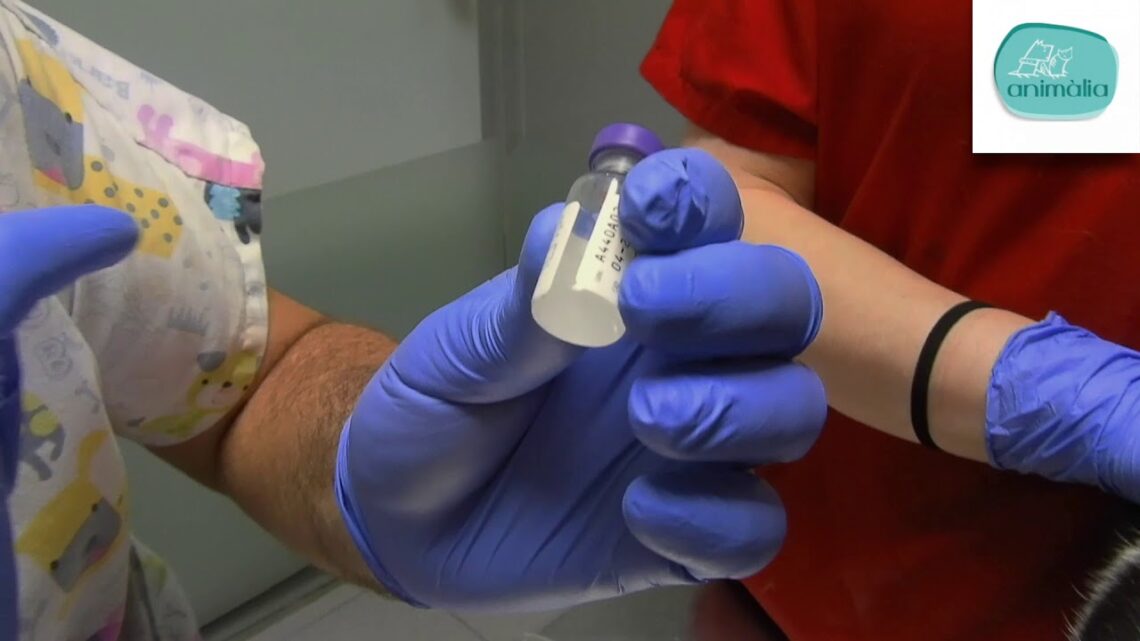 Administración de insulina humana a perros - Arjal