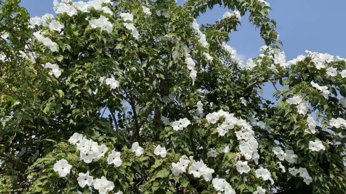 Árbol de flores blancas: ¿Cómo se llama? - Arjal