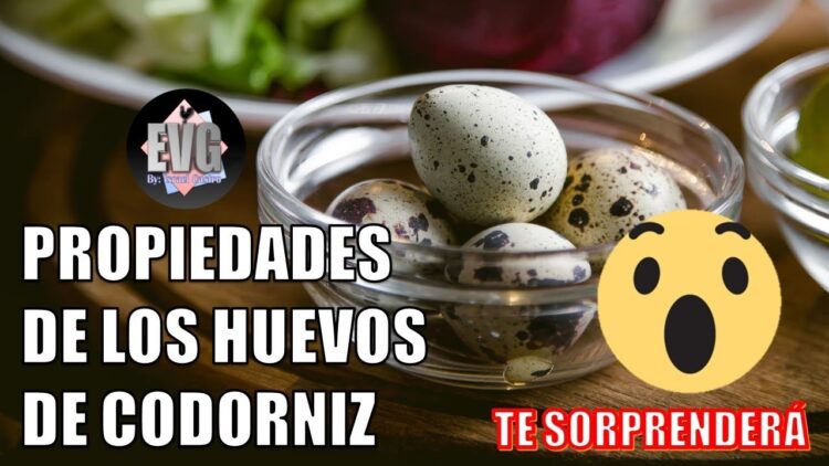 Características y beneficios del huevo de codorniz - Arjal