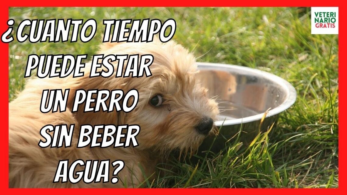 Cómo ayudar a un perro deshidratado que no quiere beber agua - Arjal