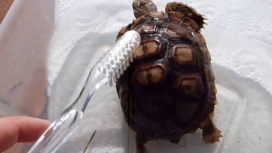 Cómo bañar a una tortuga de tierra: consejos y recomendaciones - Arjal