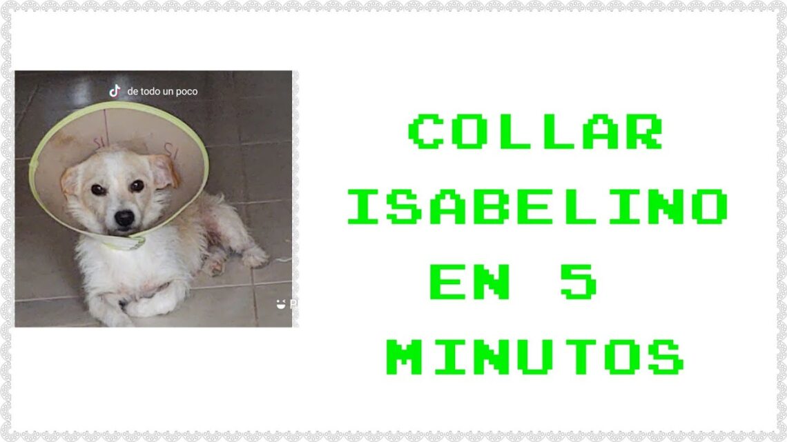 Cómo confeccionar un cuello isabelino para tu mascota canina - Arjal
