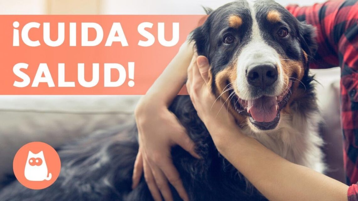 Cómo cuidar a tu perro: consejos importantes - Arjal