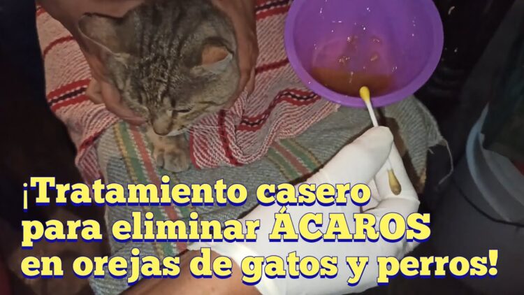 Cómo eliminar los ácaros en los gatos - Arjal